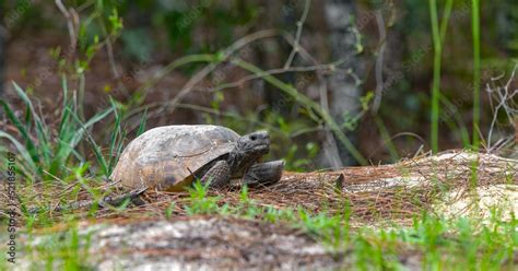 Adult Male Florida Gopher Tortoise Gopherus Polyphemus Waiting Outside Burrow Of A Female