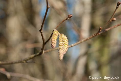 Catkins In Common ID Features Of Three Widespread European Trees