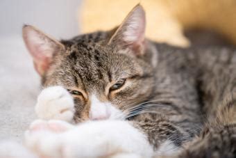 12 Cat Sleeping Positions and Their Meanings | LoveToKnow