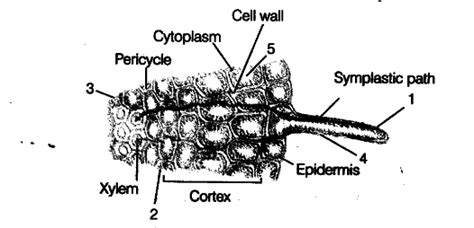 A Portion Of Transverse Section Of Root Is Shown In The Diagram Cbse
