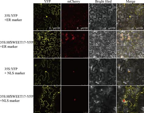 Subcellular Localization Of Hfsweet17 Fusion Protein The Download