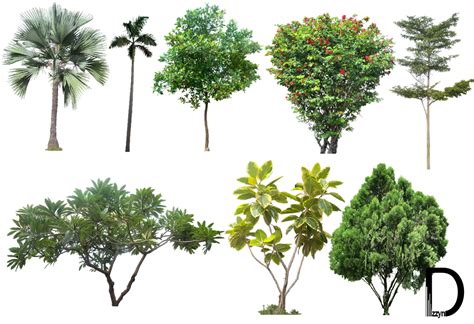 20 Tree Png Images Free Cutouts For Architecture Landscape Interior