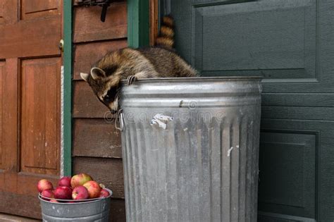 Raccoon Procyon Lotor Looks Over Side Of Garbage Can At Bucket Of