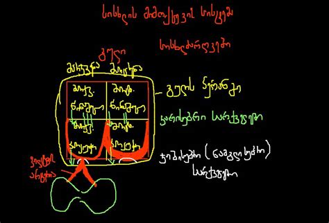 სისხლის მიმოქცევის სისტემა Youtube