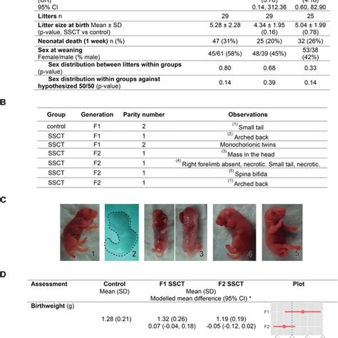 Birth Characteristics And Analysis Of Spermatogonial Stem Cell