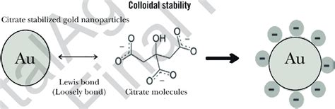 Formation Of Colloids In Solutions Download Scientific Diagram