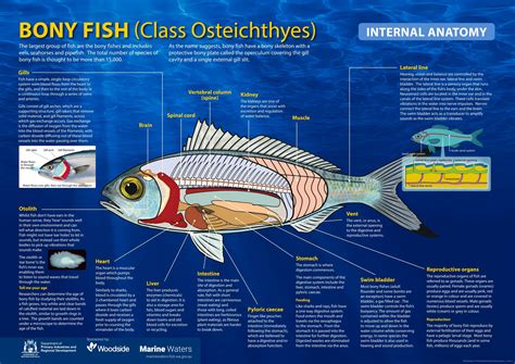 Osteichthyes Fish Osteichthyes