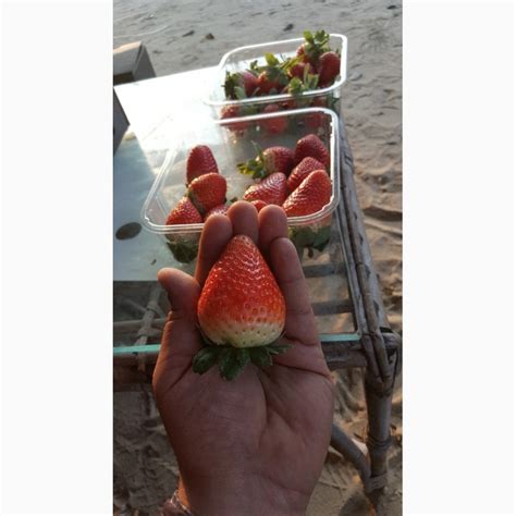 Продаю свежую клубнику, купить свежую клубнику, Санкт-Петербург — Agro ...