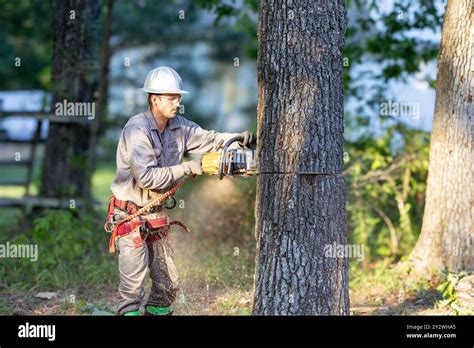 Tree Trimmer Using Chainsaw And Gear To Cut Down Large Oak Tree Stock