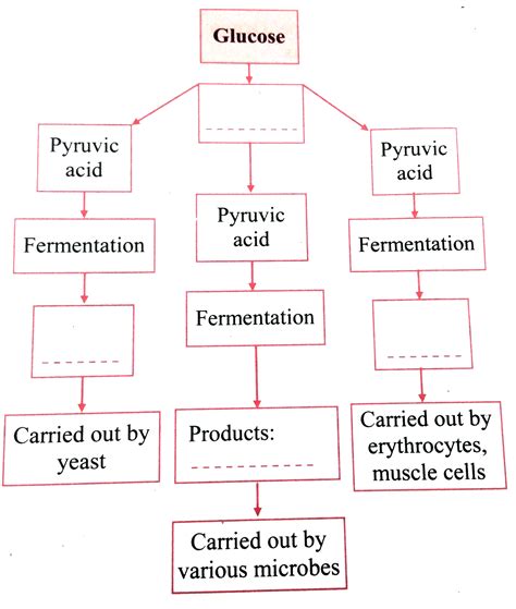 Complete The Following Chart