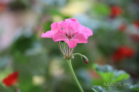 “СОЁОЛЖ” КОМПАНИ 6 Р САРД МОД ҮРЖҮҮЛГИЙН ТАЛБАЙДАА НЭЭЛТТЭЙ ӨДӨРЛӨГ ЗОХИОН БАЙГУУЛНА