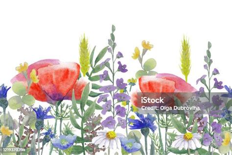 초원 꽃 야생 허브 잎 여름 수평 테두리를 반복합니다 매끄러운 패턴 꽃 수채화 0명에 대한 스톡 벡터 아트 및 기타 이미지 0명 관목 귀여운 Istock