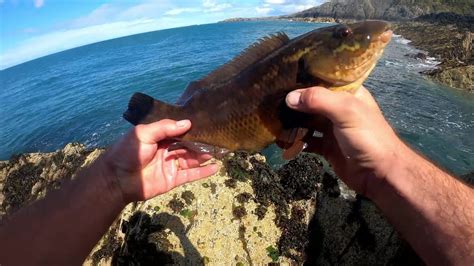 Wrass Fishing Anglsey My Very First Wrass Youtube