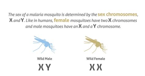 Genetically Modified Sterile Male Target Malaria