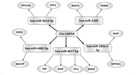 Functional Clustering Of De Circrna Down Regulated In B Compared To A Download Scientific