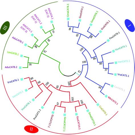 Phylogenic Tree Of Cat Proteins The Tree Was Constructed In Mega 7