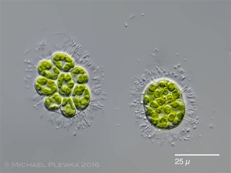 Limnic And Other Micro Organisms From Germany Oocystis Sp