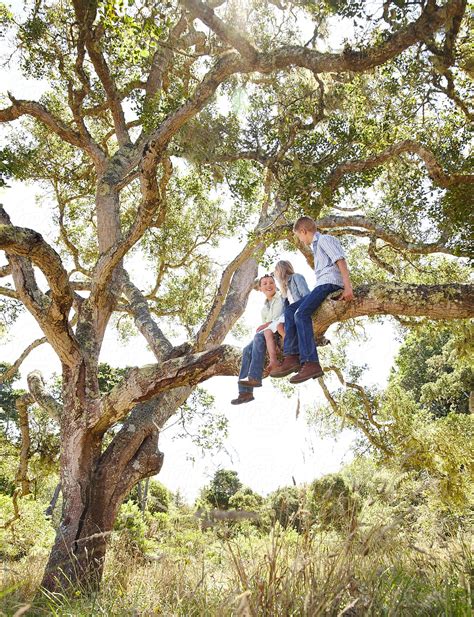 Sister With Her Two Brothers Sitting In An Oak Tree In Nature By Stocksy Contributor Trinette