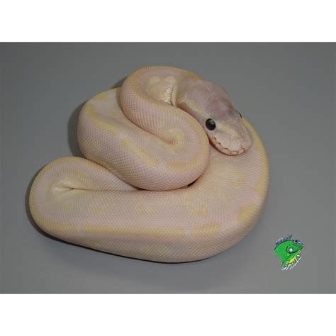 Opal Diamond Ball Python Hatchling Strictly Reptiles Inc