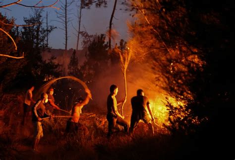 The War Of The Trees In Madrid