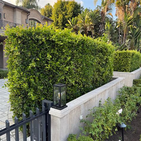 Indian Laurel Columns For Privacy Plants Express