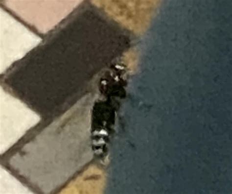 What Abomination Was This It Was Buzzing Super Loud Rwhatsthisbug