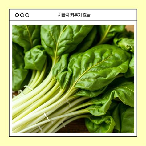 시금치 키우기 씨앗 심는시기 시금치파종시기 수확 재배 네이버 블로그