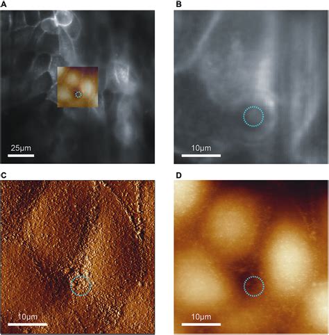 Feasibility Of Combined Atomic Force And Fluorescence Microscopy On The Download Scientific