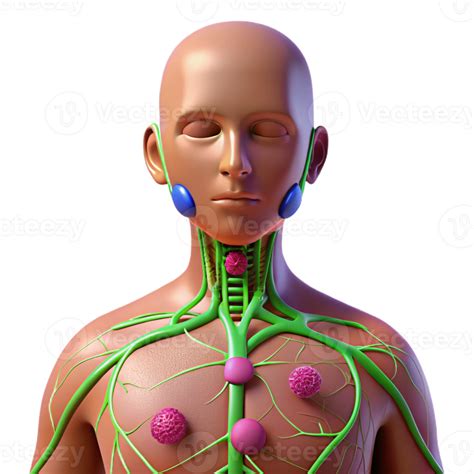 Lymphatic System Nodes 54718334 Png