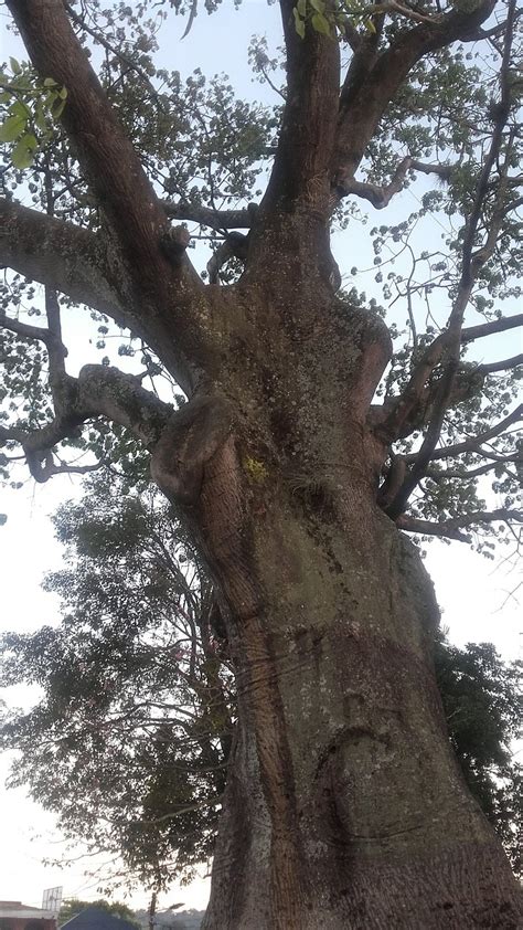 Tree Nature Free Photo On Pixabay Pixabay