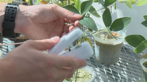 Siu Research Team To Present Data On Using Microalgae To Grow Crops In