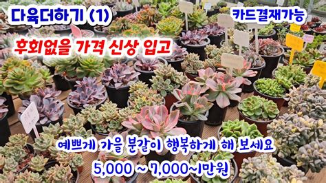 다육더하기1 강추 예쁜 다육이 5000 ~7000 ~1만원 선택의 후회없이 행복하게 가을 분갈이 해 보세요 Youtube