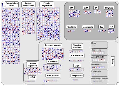 Mapman Visualization Of Differences In Transcript Levels Between