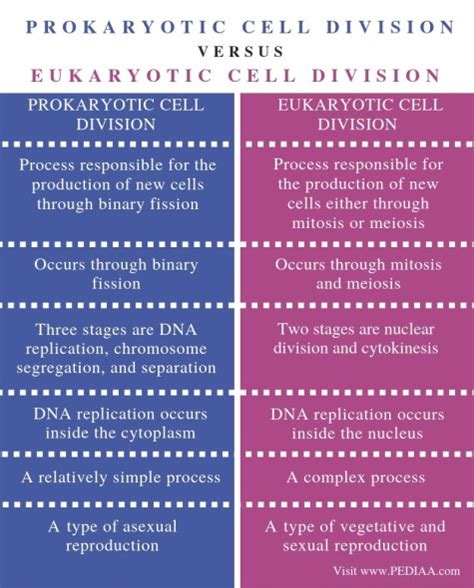 eukaryotic and prokaryotic cells differences