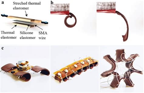 A Layup Of The Highly Dynamic Shape Memory Alloy Sma‐based Actuator