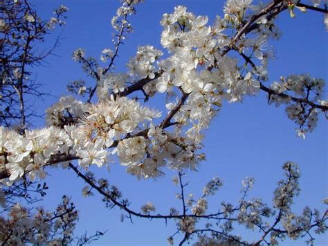 A Guide To Texas Prettiest Small Trees Blooming Plants Pollinator