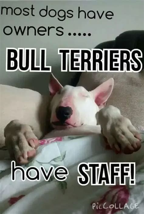 The 16 Funniest Bull Terrier Memes Of All Time Gallery Artofit
