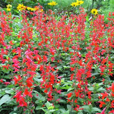 Scarlet Sage Seeds Salvia Coccinea Sage Seeds Pineapple Sage Salvia