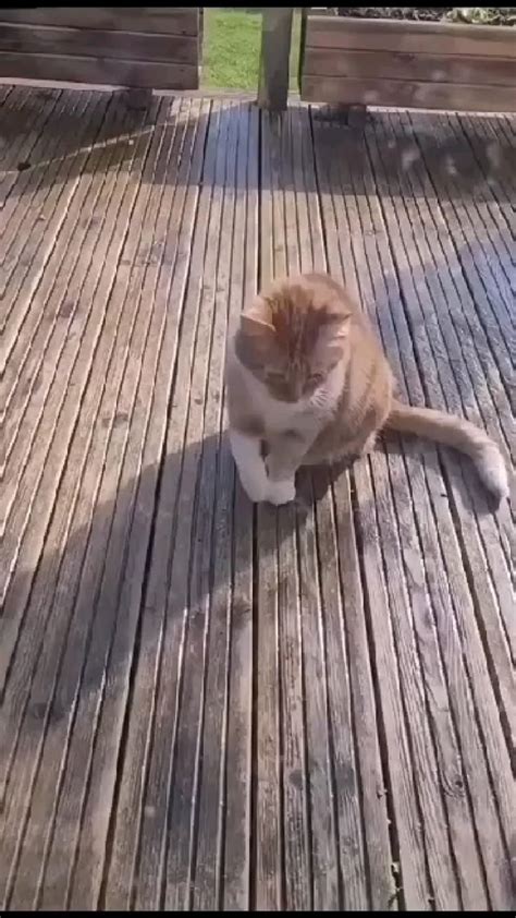 Кот обманщик Смешные животные Смешные фотографии кошек Забавные зверюшки