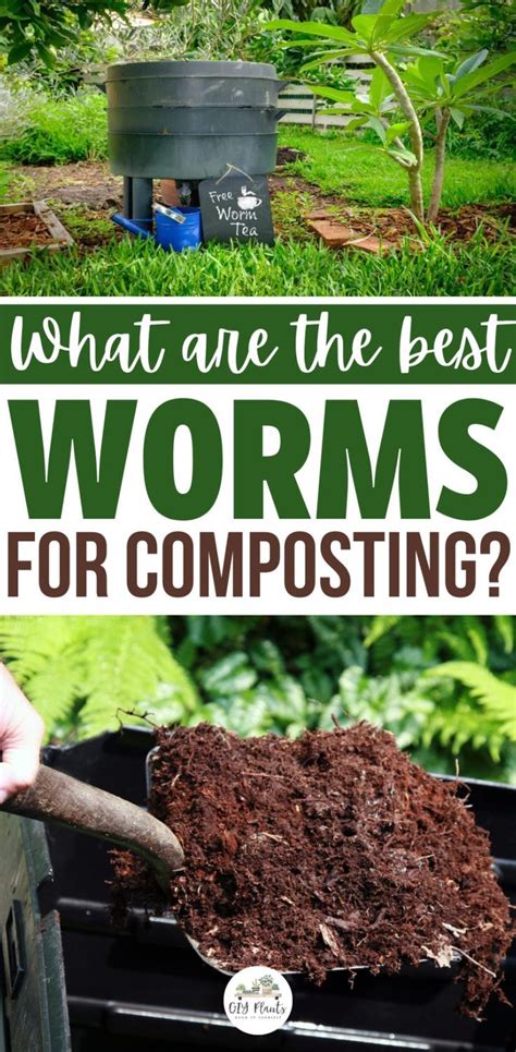 Worm Composting Vermicomposting Artofit