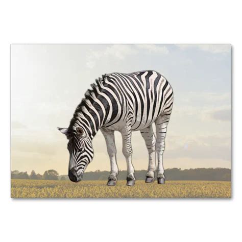 Zebra Aba Tact Labeling Flashcard Picture Card Zazzle
