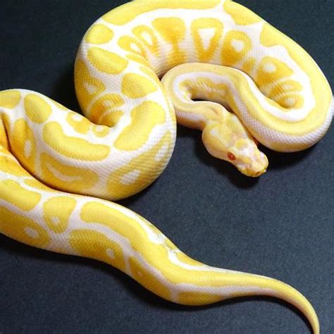 Albino Spotnose Ball Python Hatchings