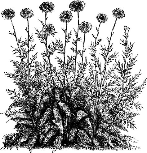 Pyrethrum Roseum Flore Pleno Solitary Flowers Disks Vintage