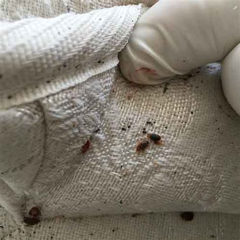 Bed Bug Pictures