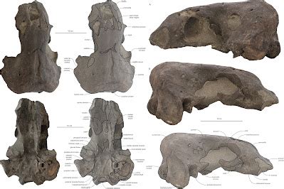 The Coastal Paleontologist Valenictus Sheperdi And Friends Miocene