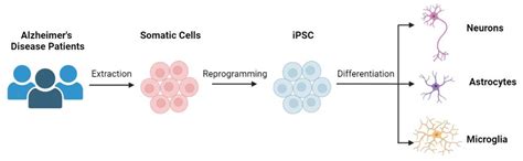Ipsc Derived Ad Models Creative Bioarray Cellassay