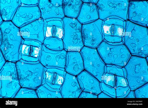 Plant Stomata