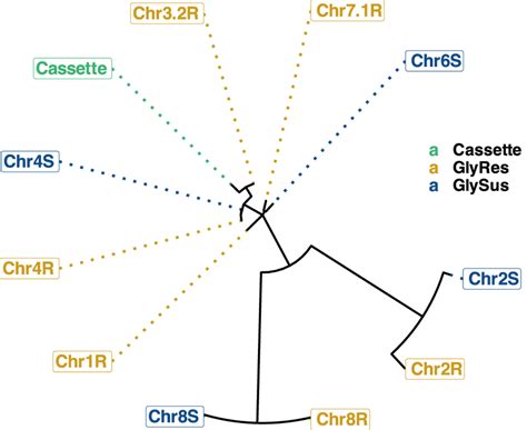 Relatedness Of Epsps Cassette Subtelomere Sequence To Chromosomal