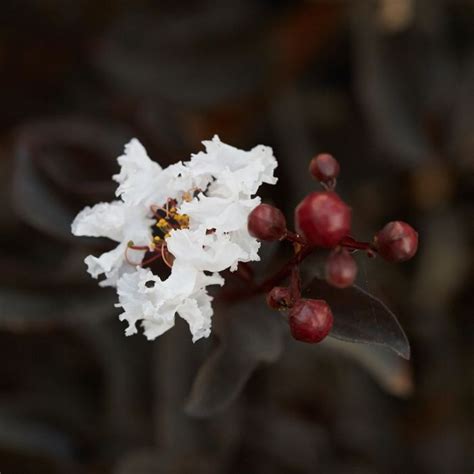 Lagerstroemia Diamond In The Dark Pure White