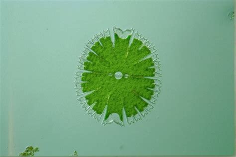 Protist Image Database